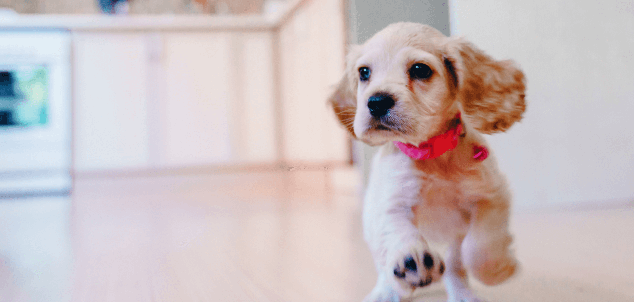 Vet Near Me Punta Gorda, FL 33983 | New Hope Pet Hospital